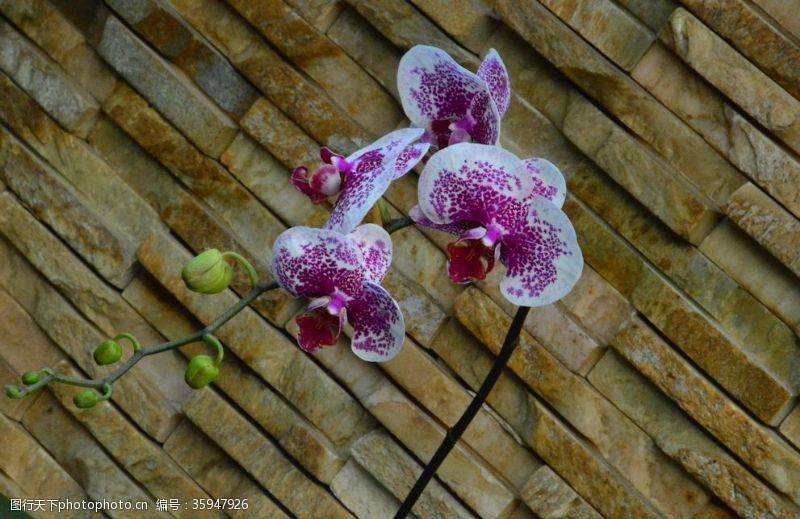 王后高清图片-第14页-图行天下素材网