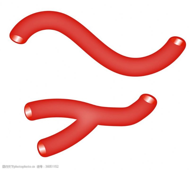 血管示意图图片免费下载_血管示意图素材_血管示意图模板-图行天下素材网