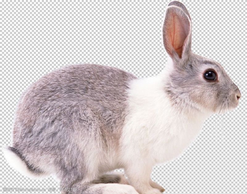 黄色兔子图片免费下载_黄色兔子素材_黄色兔子模板-图行天下素材网