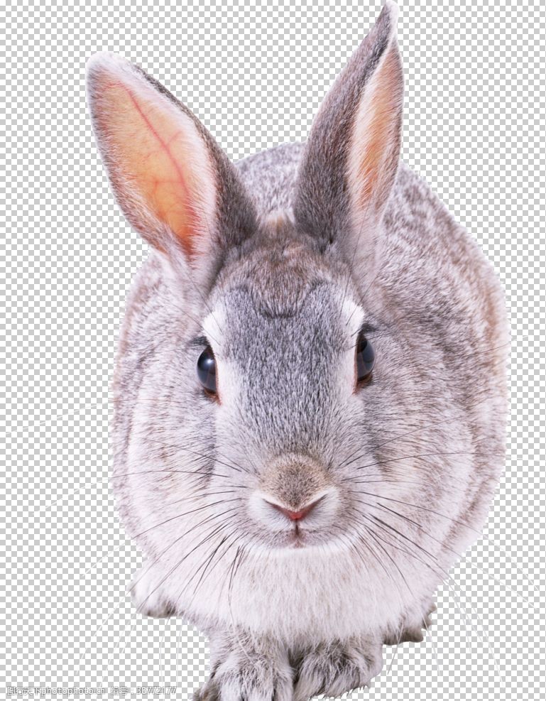 黄色兔子图片免费下载_黄色兔子素材_黄色兔子模板-图行天下素材网