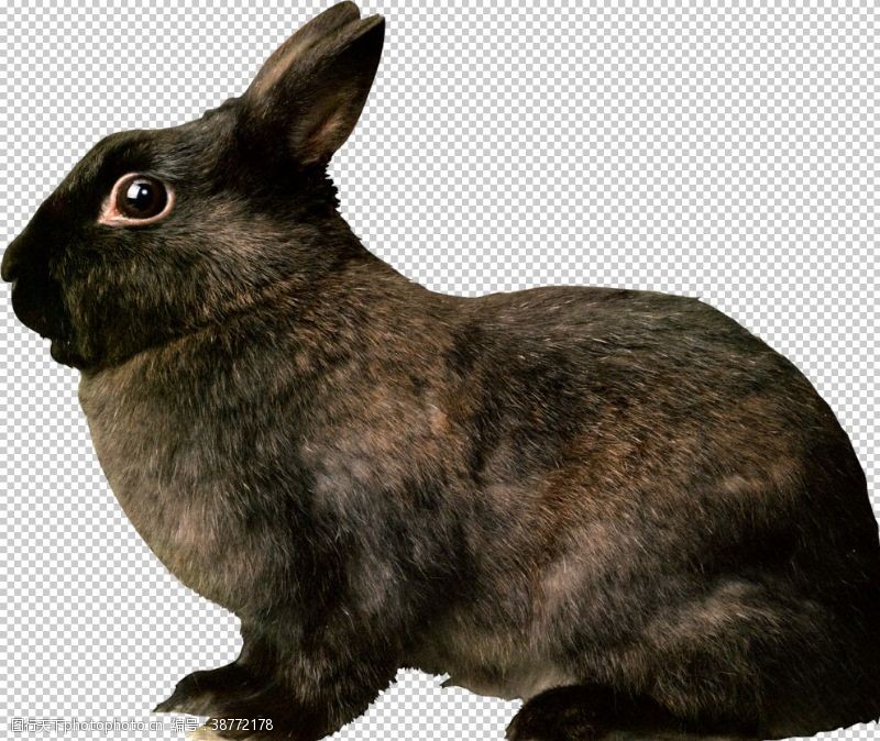 黄色兔子图片免费下载_黄色兔子素材_黄色兔子模板-图行天下素材网