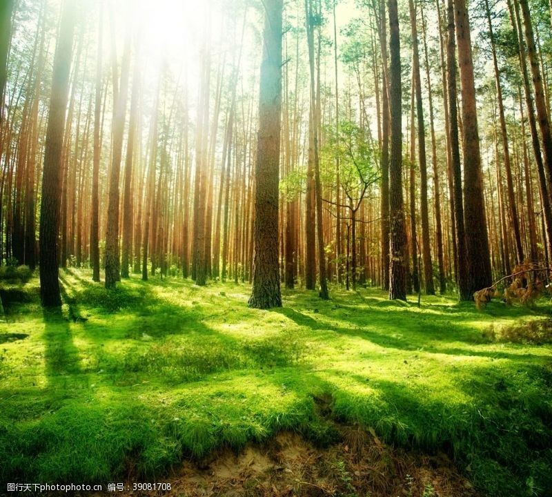 大树下风景高清图片-第2页-图行天下素材网