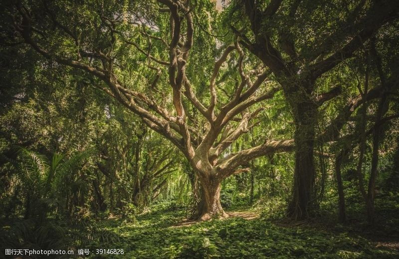 大树下风景高清图片-第2页-图行天下素材网